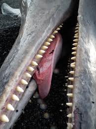 Jendela Hewan: GIGI IKAN LUMBA-LUMBA