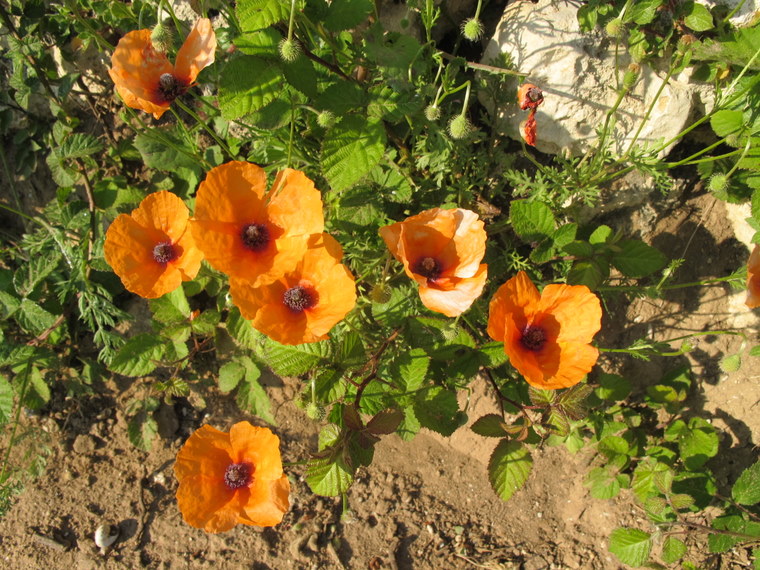 FLORA NEL SALENTO e.. anche altrove: Papaver apulum Ten. - Papaveraceae ...