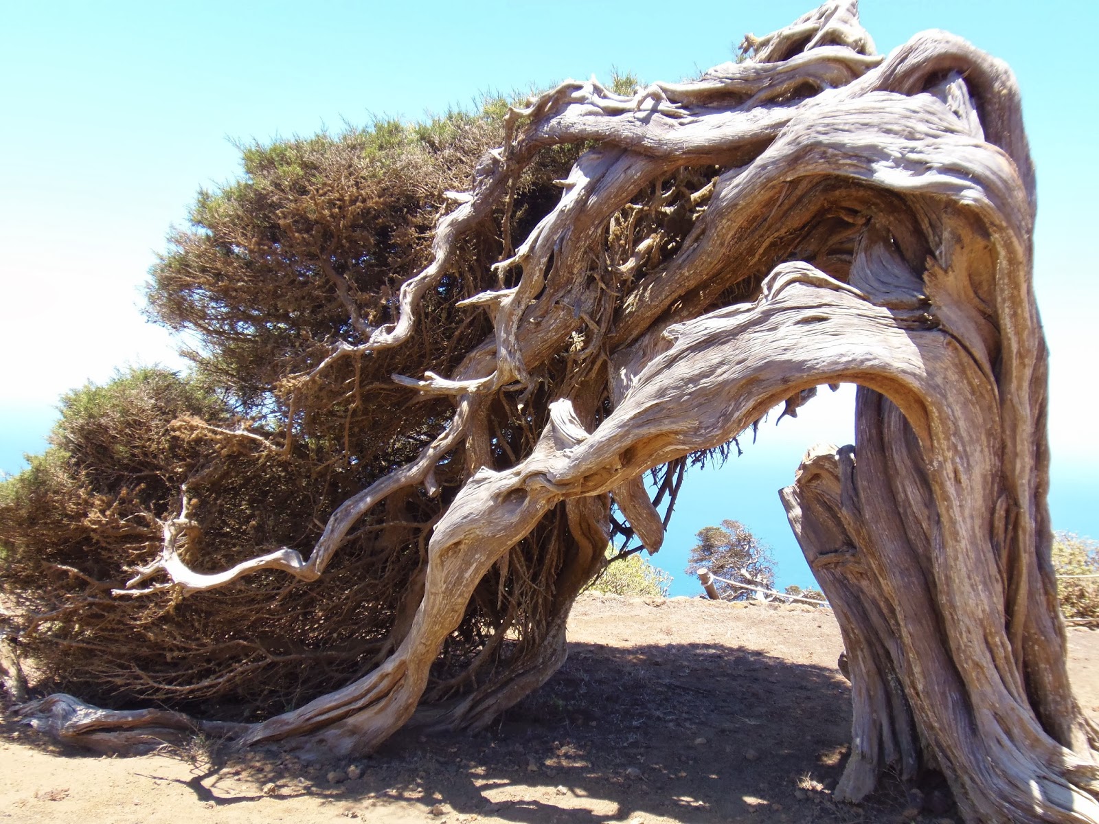 LAS SABINAS DE EL HIERRO