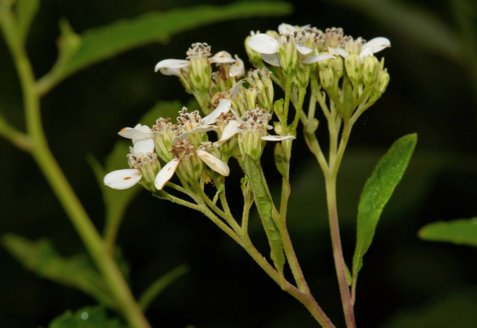 Nature Ramblers: Ramble Report August 27 2015