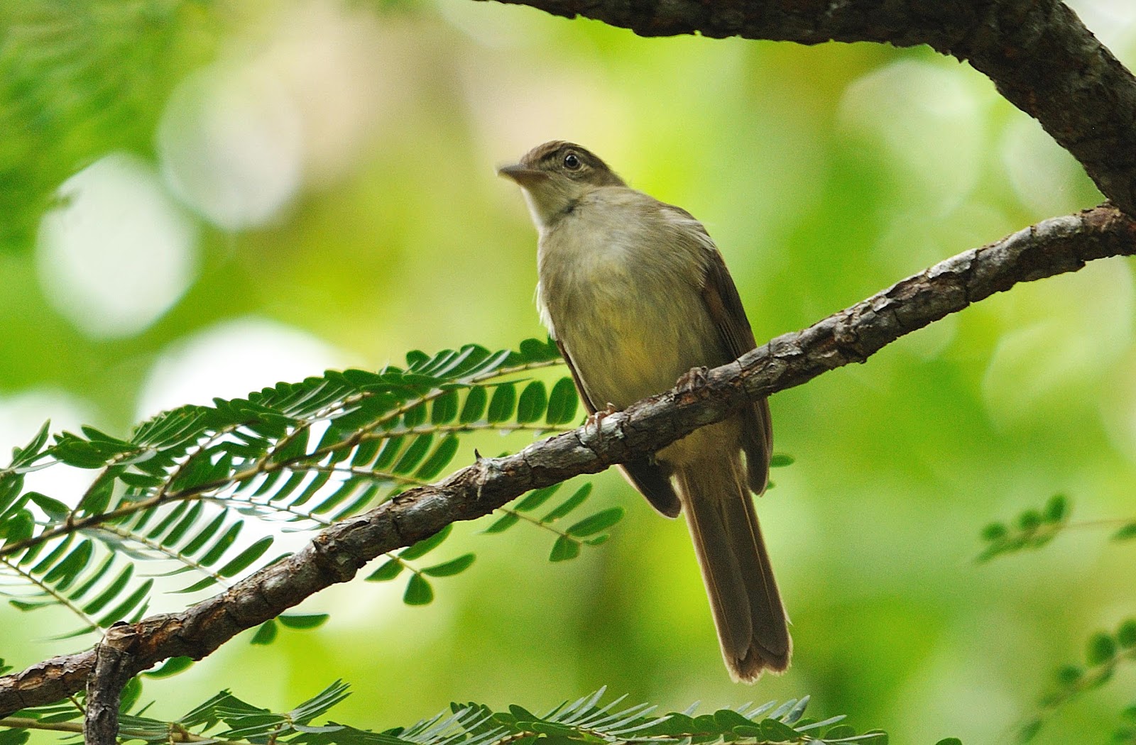 Aku Anak Wayang: Birding I Buff-vented Bulbul (Iole charlottae)@ Merbah ...