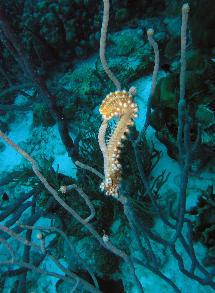 Real Monstrosities: Bearded Fireworm