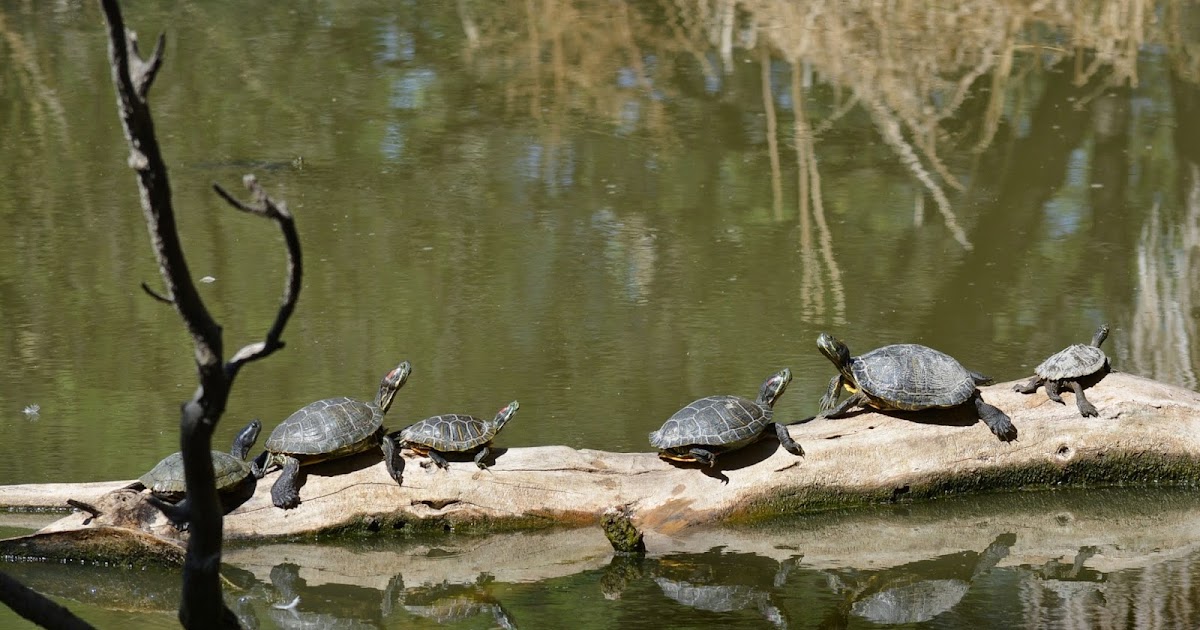Tucson Daily Photo ~: Howling turtles?