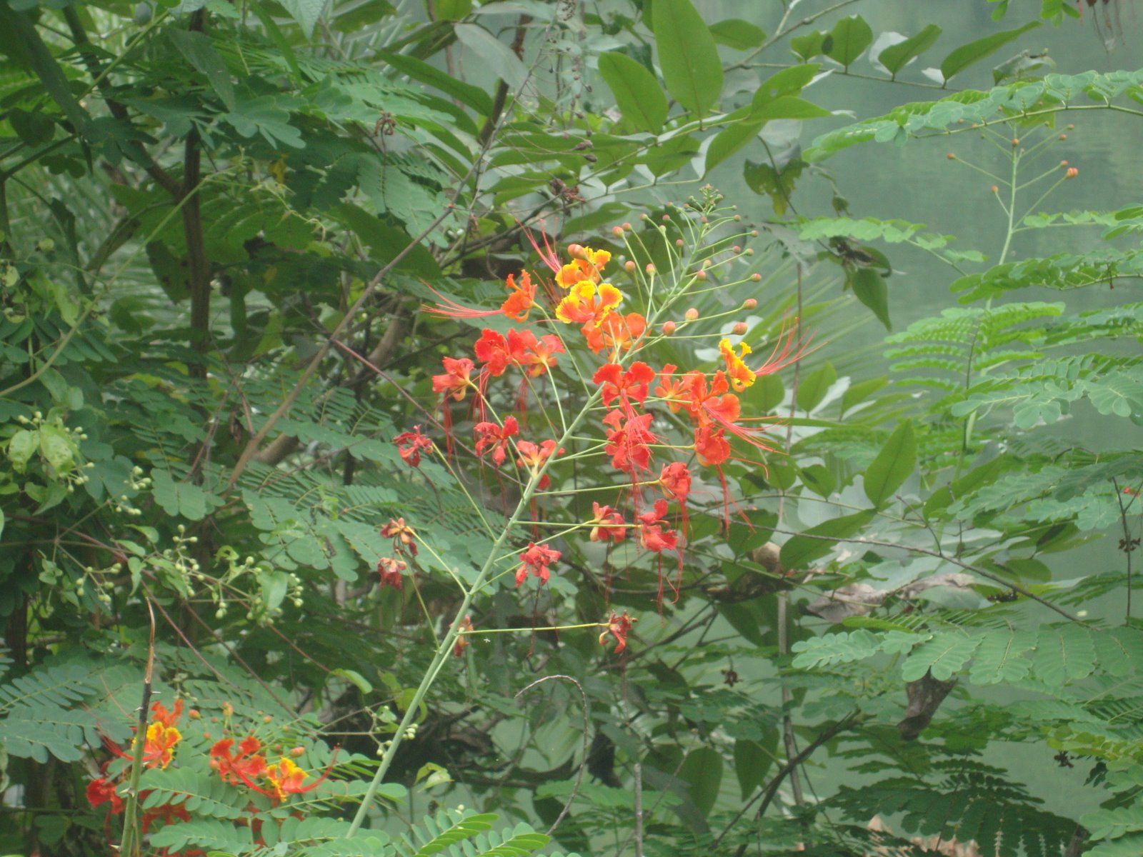 Climber & Explorer: Flora at Renuka