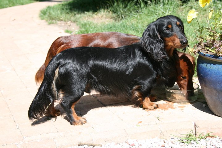 Teckel | Cão Nosso De Cada Dia