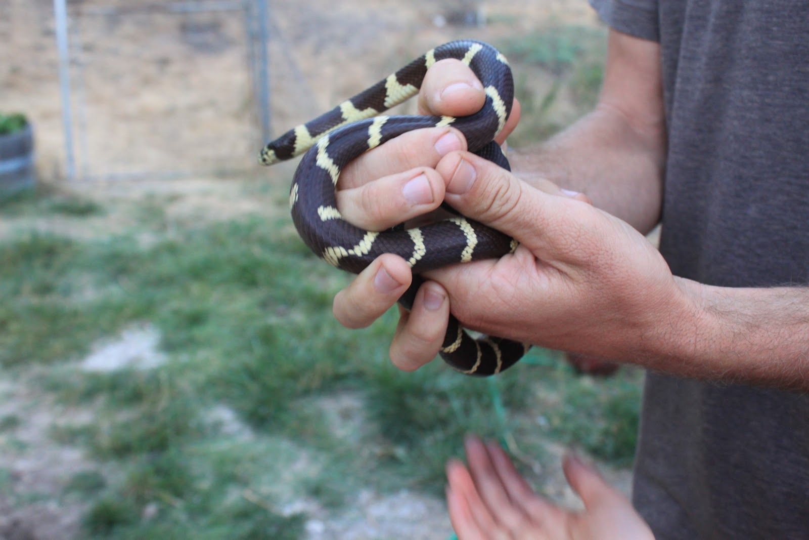 Radio Acres Farm: Snakes on a Farm