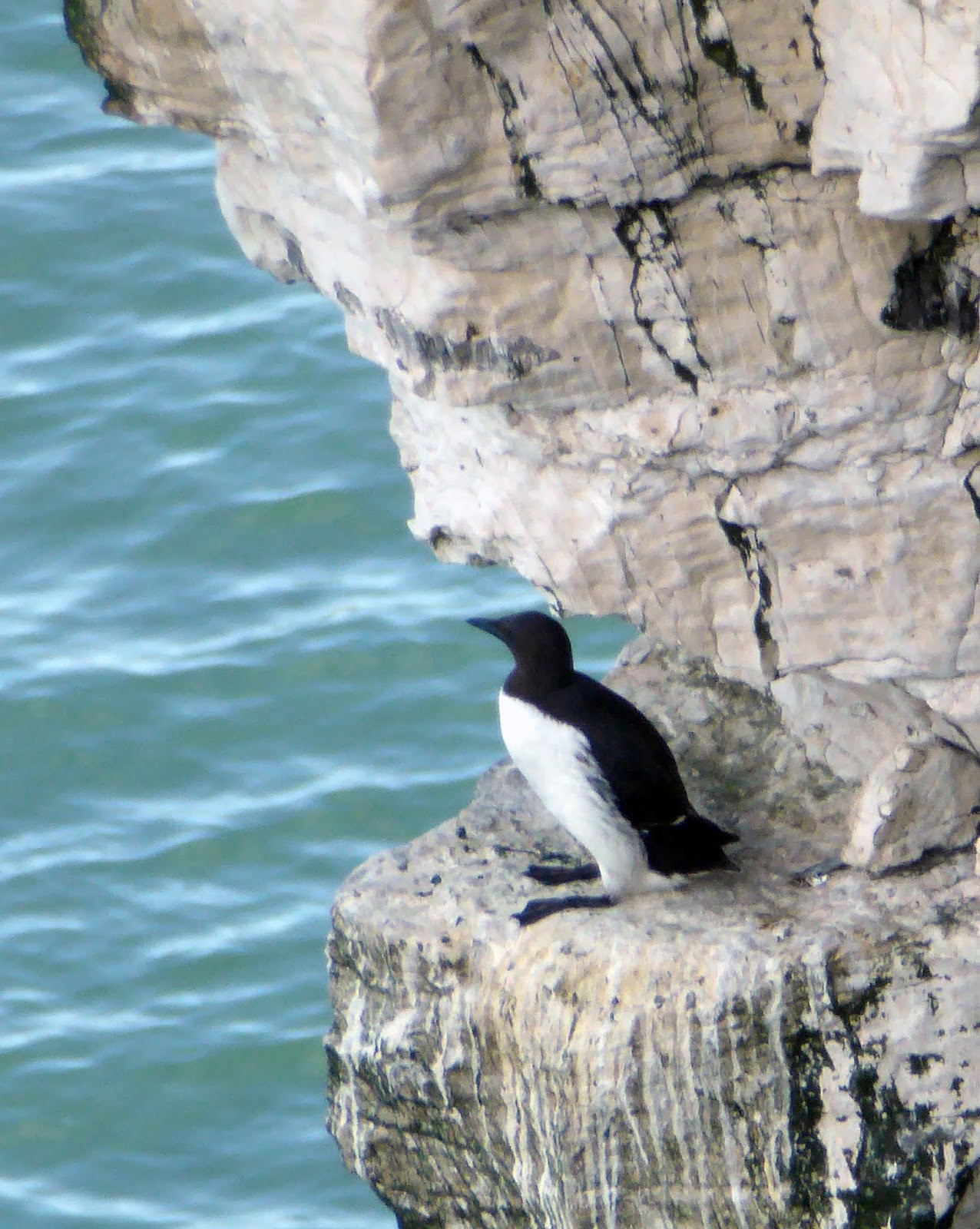 Wild and Wonderful: Northern Holiday 2018, Post 6: Puffin Quest at RSPB ...
