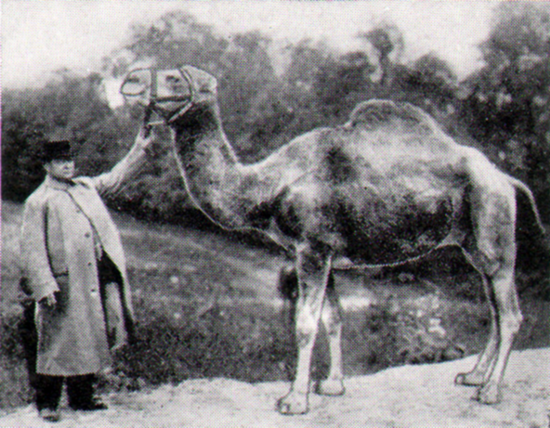 First Versions: Camel