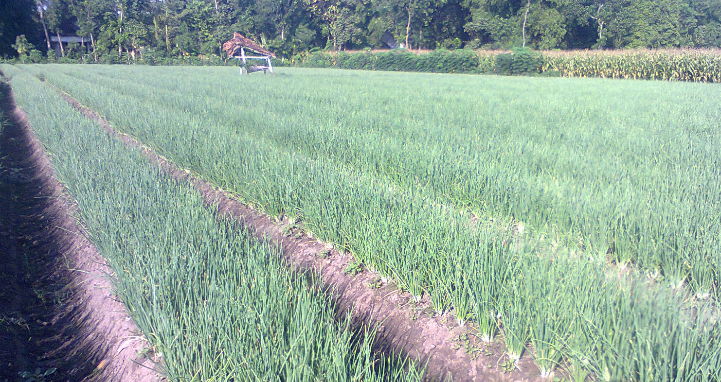 CARA MENANAM / BUDIDAYA TANAMAN BAWANG MERAH DI MUSIM KEMARAU | Pertanian