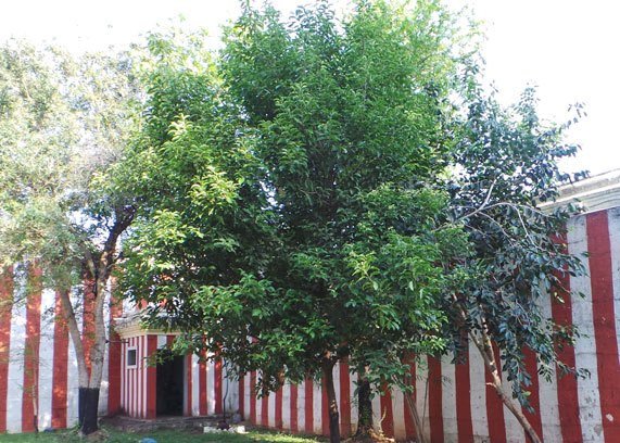 Tamilnadu Tourism: Thiruvilanji Kumarar Temple, Ilanji – The Temple