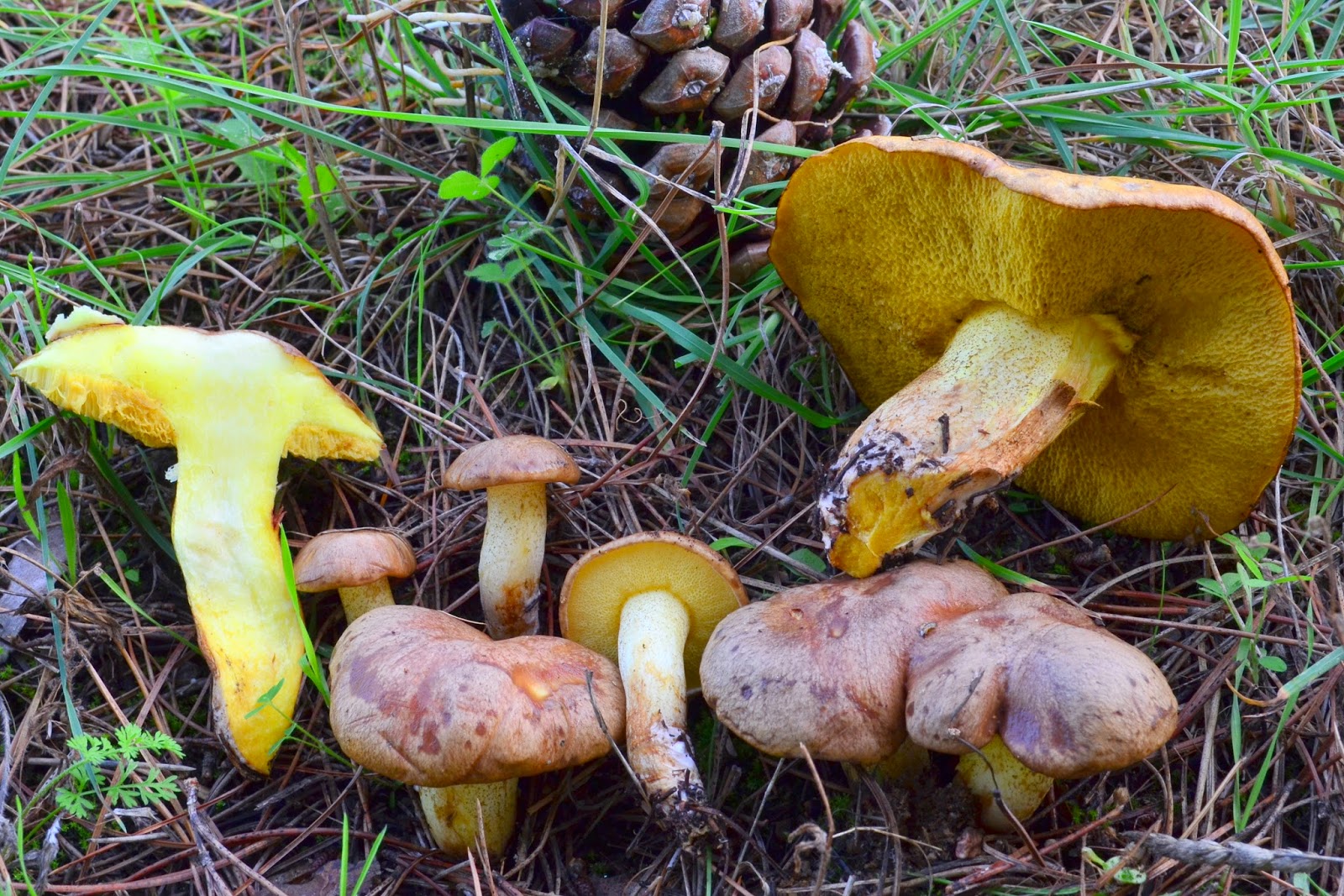 Setas Extremadura : Suillus Mediterraneensis