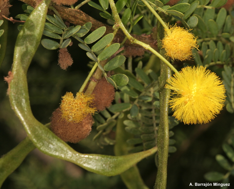 Naturaleza Viva: Acacia karroo Hayne Fam: Mimosaceae