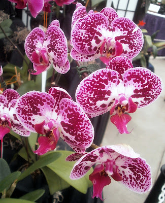 Plants are the Strangest People: Pretty picture: Phalaenopsis OX Little ...