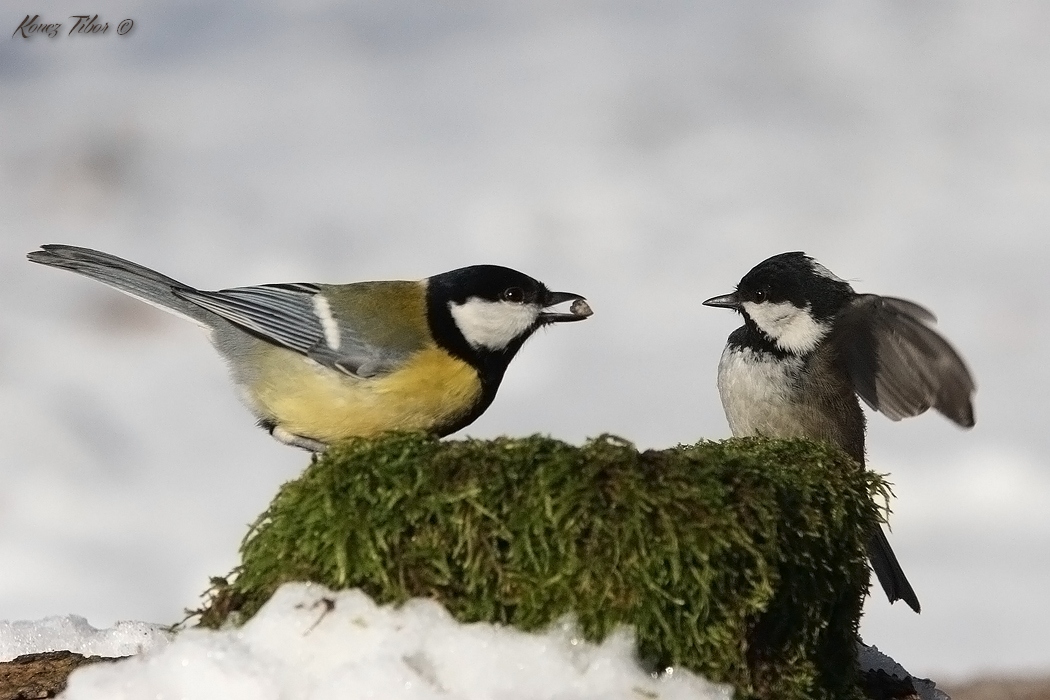 Koncz Tibor: Fotónapló: Mikepércs: Egy kis cinke akció