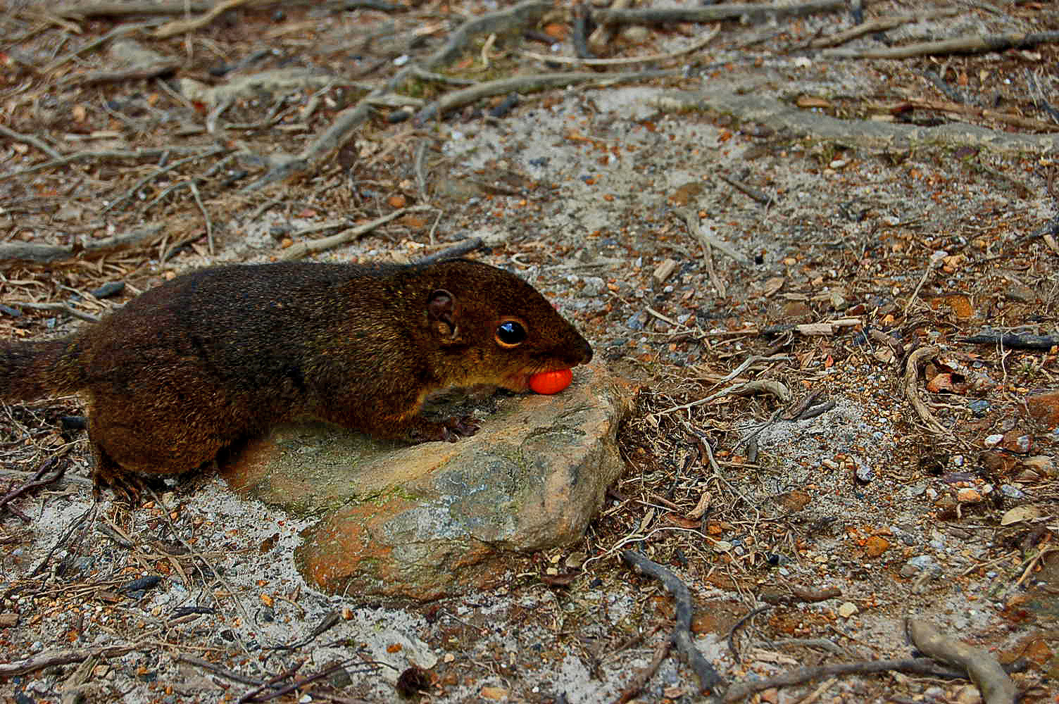 World Travel Tips & Information You Can Use: Climbing Mt. Kinabalu ...