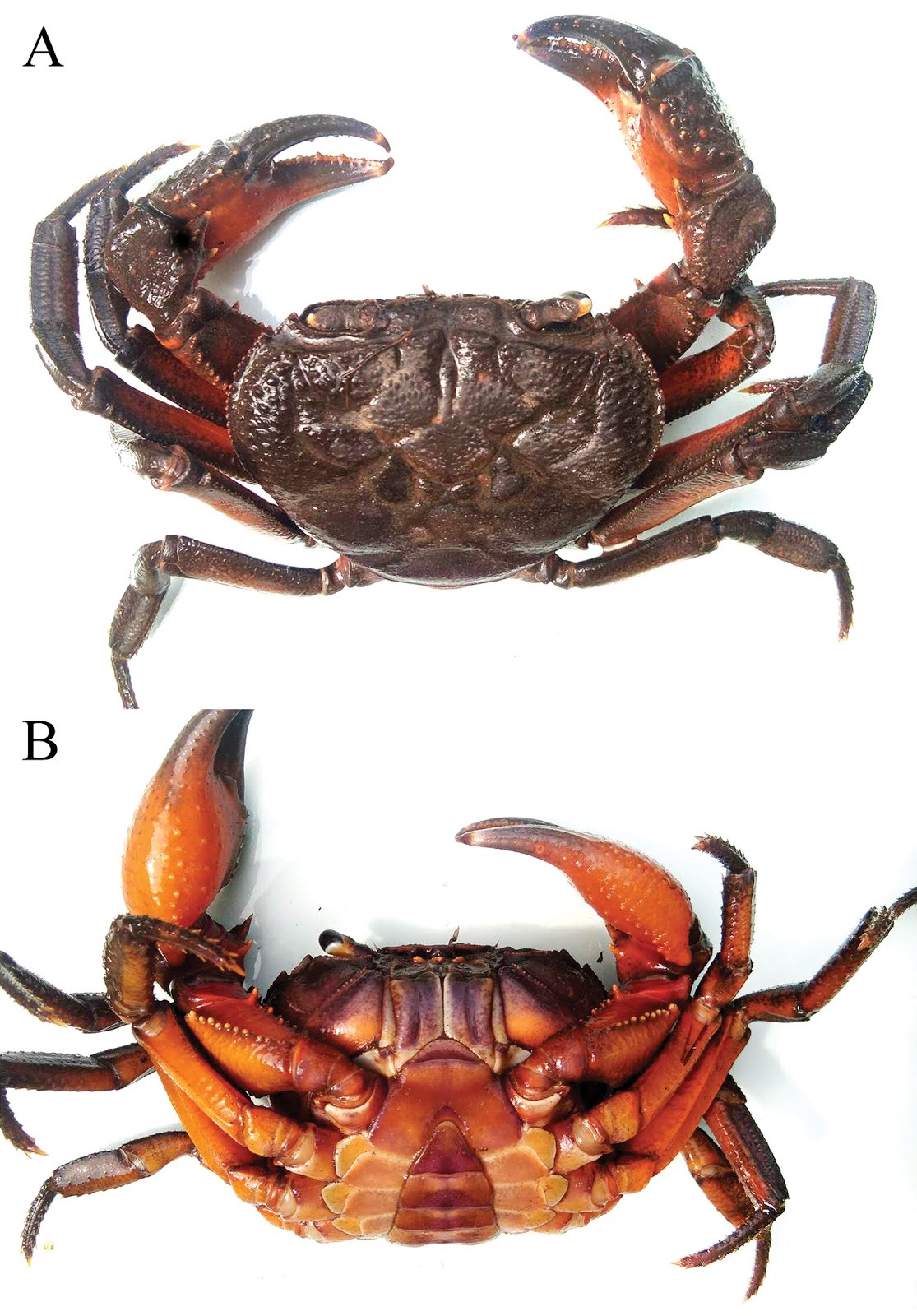 Species New to Science: [Crustacea • 2018] Indochinamon khinpyae • A ...