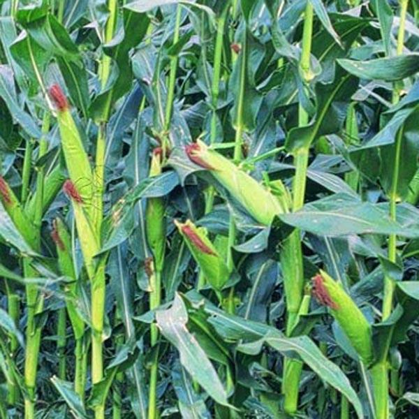 el Agronomo Valerano: RECONCEPTUALICEMOS EL CULTIVO DE MAIZ FORRAJERO