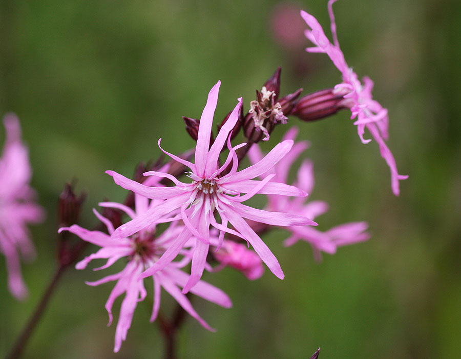 Simon and Karen Spavin: Ragged Robin