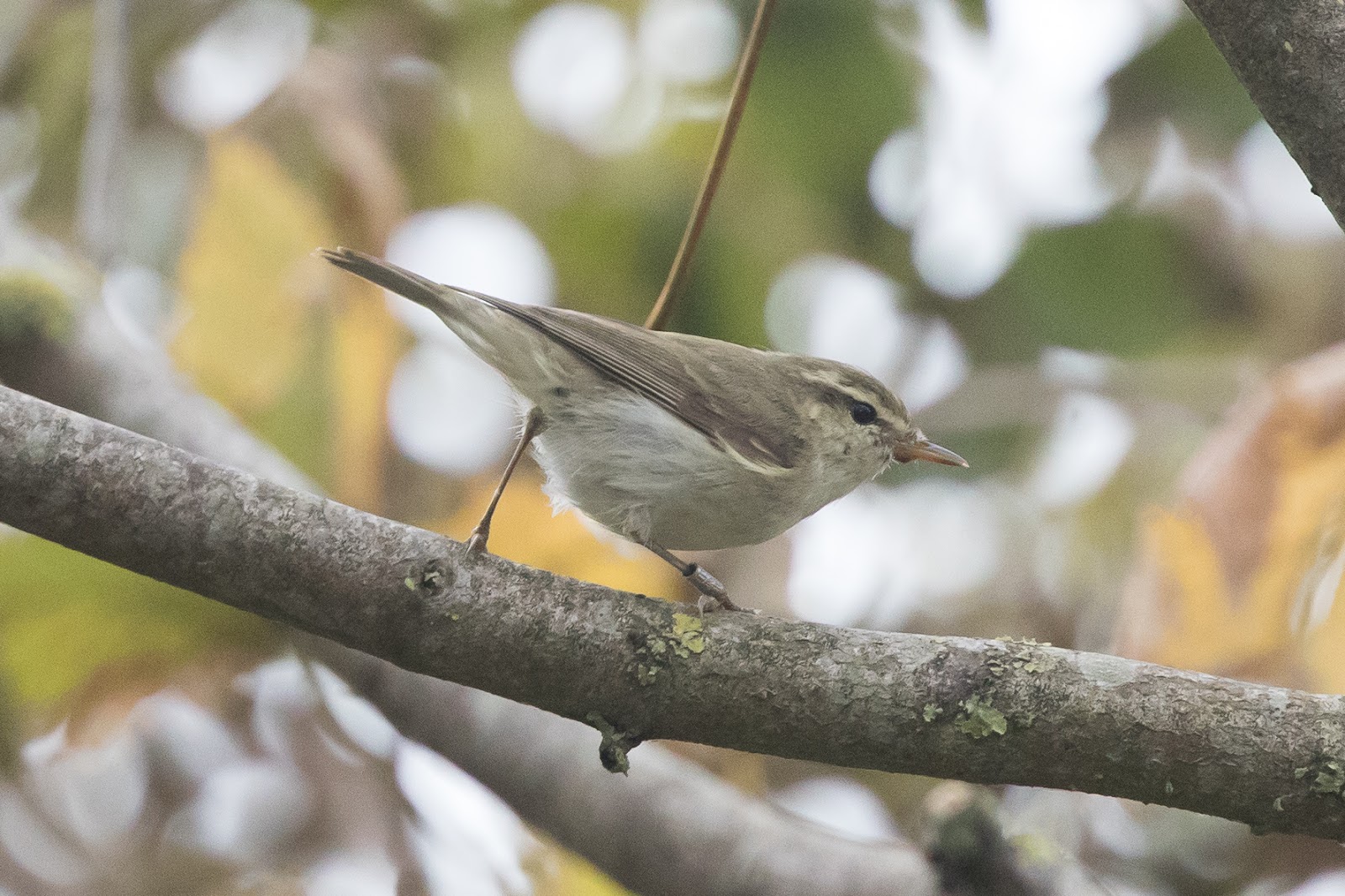 The Deskbound Birder: Portland - 25th September