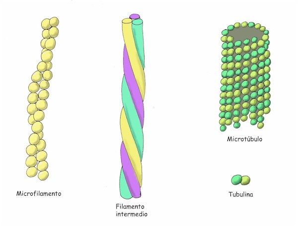 BIOLOGIA CELULAR Y MOLECULAR: EL CITOESQUELETO CELULAR
