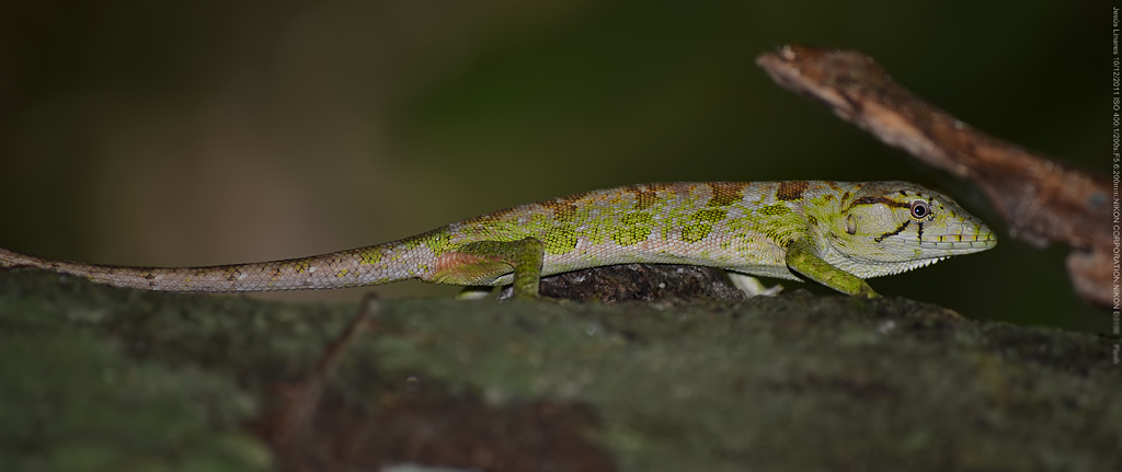 JLinaresP: Monkey Lizard - Polychrus marmoratus (Linneo, 1758)