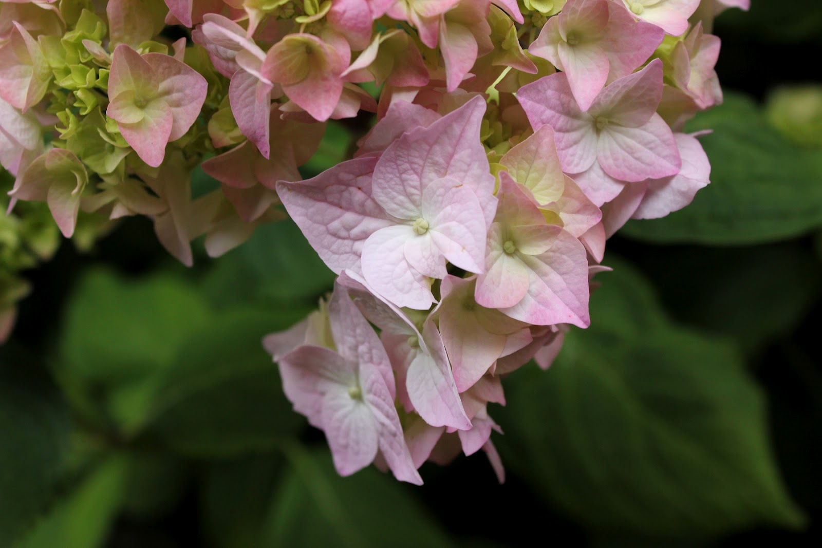 Objectif Ouverture: Arbuste aux feuilles roses