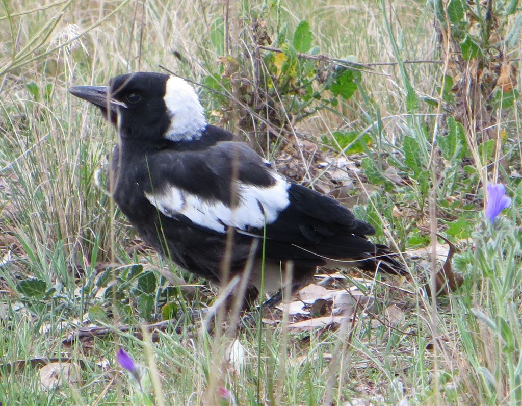 Majura birds: October 2012