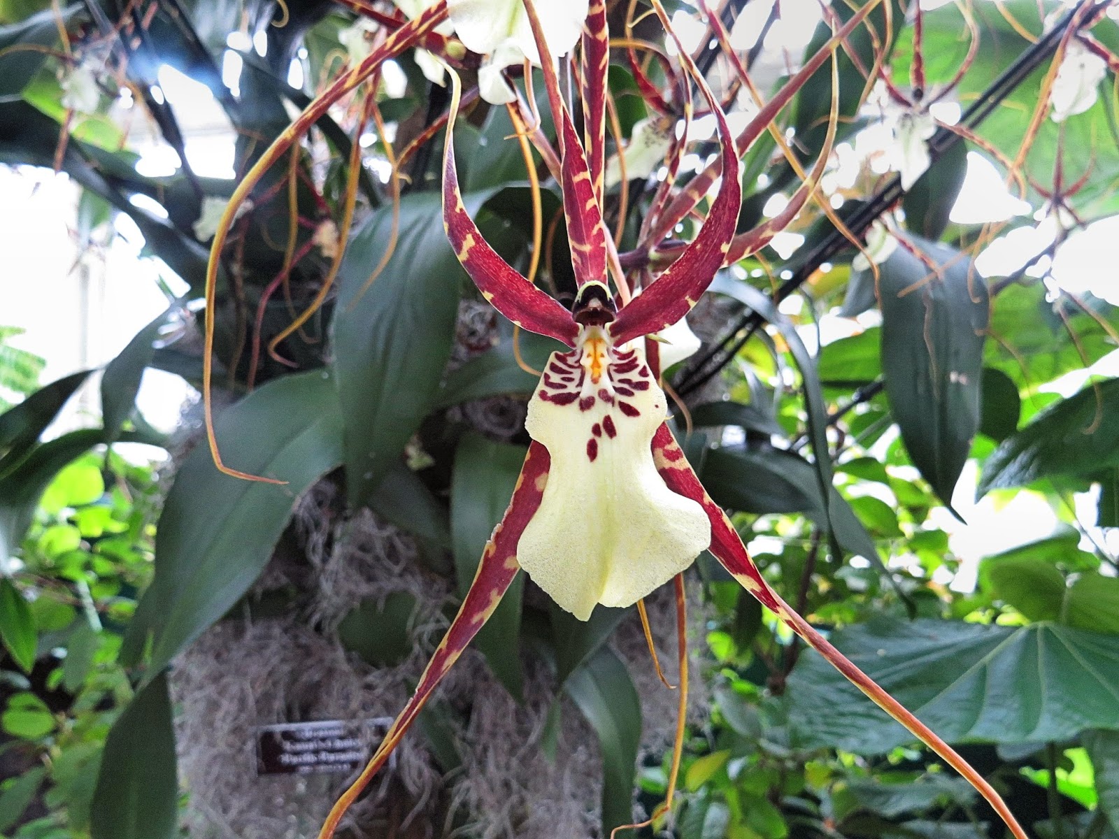 The Grumpy Old Scientist's Picture Page: Darwin's Orchid