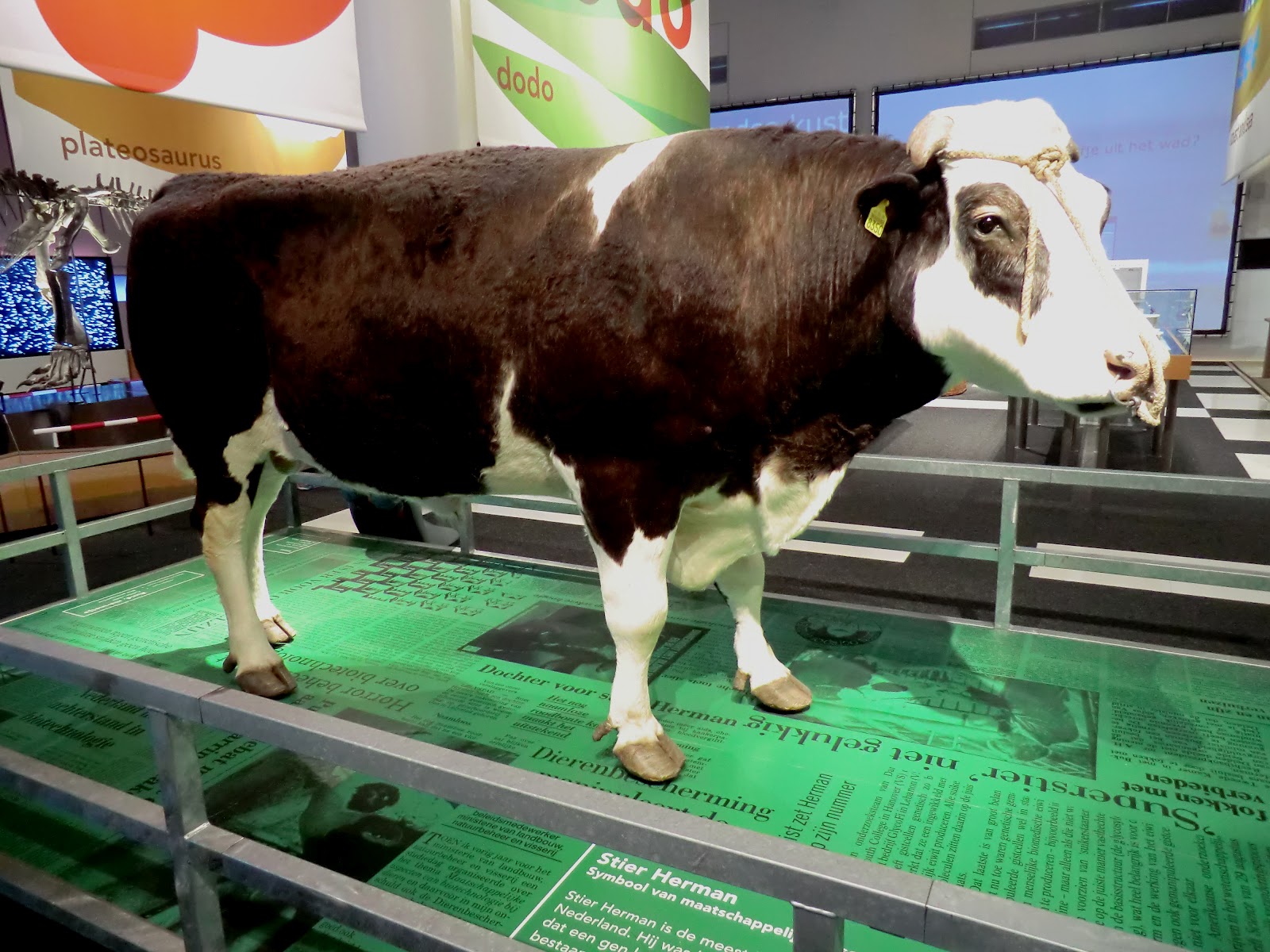 Casa Splendini: Herman