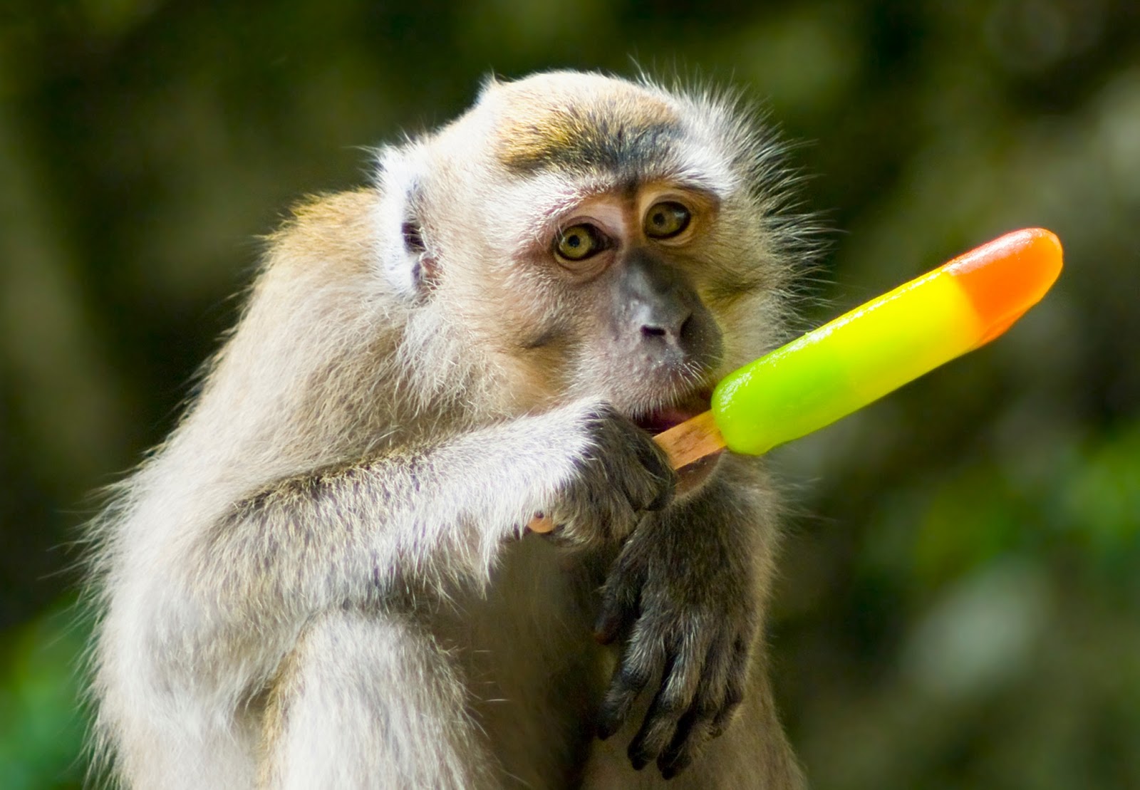 BANCO DE IMÁGENES GRATIS: Un chango simpático comiendo su paleta de ...