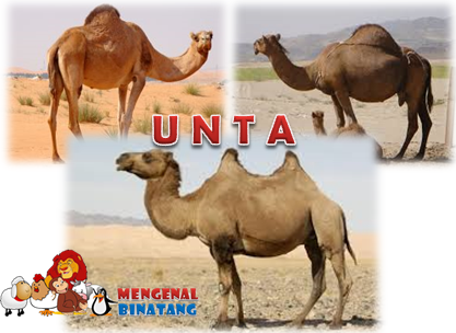 Unta Sebagai Binatang Padang Pasir - Mengenal Binatang