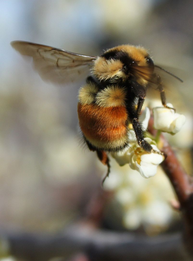 Easy Living the Hard Way: Gray Bee, what?