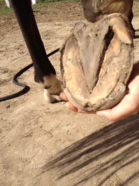 sweet horse's breath: Hoof cast #3