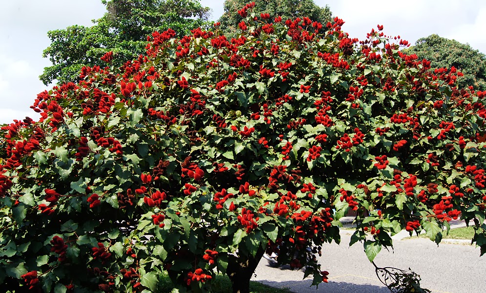 Jammu and Kashmir Medicinal Plants Introduction Centre: Bixa orellana ...