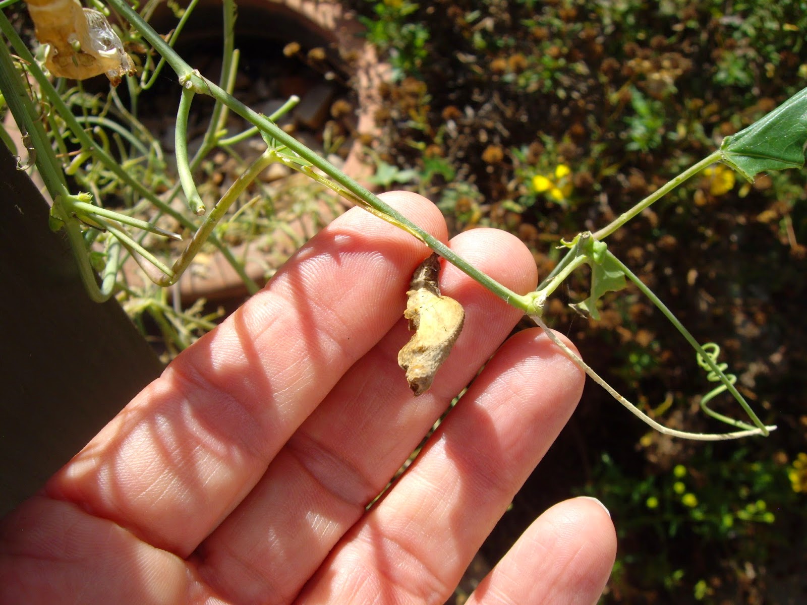 A California Native Plant Garden in San Diego County: Passiflora