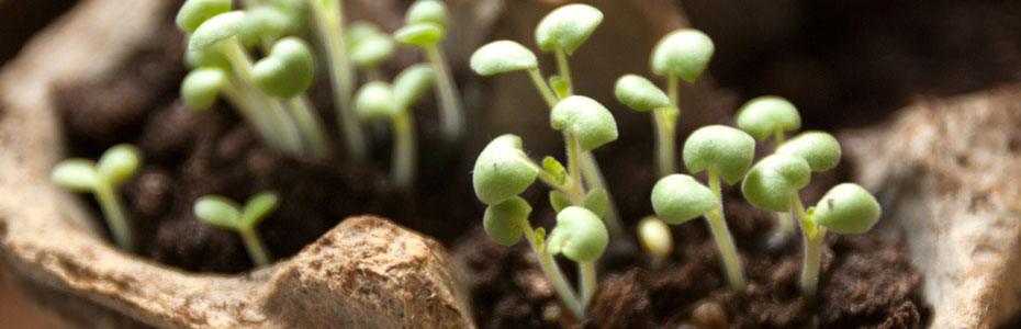 Sage Sprouts