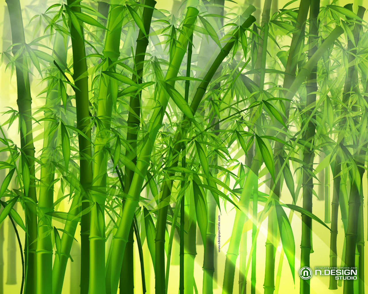 Curiosidades del bamboo: Como cuidar su planta de bambú.