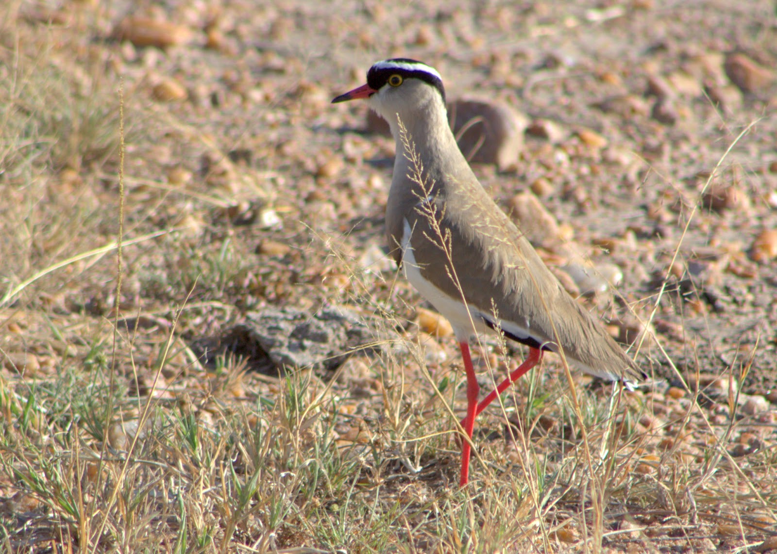 Something About Everything: Kenya : Birds