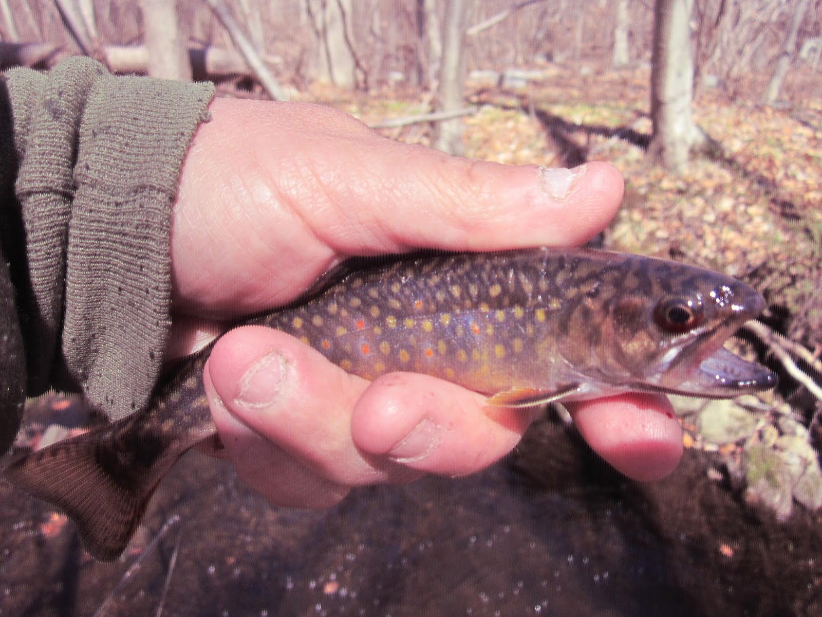 Southern New England Outdoor and Nature Site: Quest fish for thirty ...