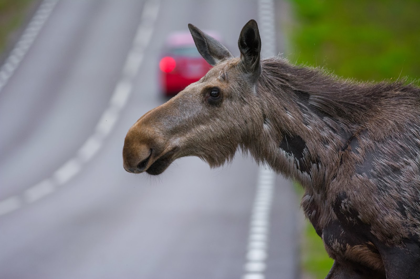 wild life trip: elan d'europe