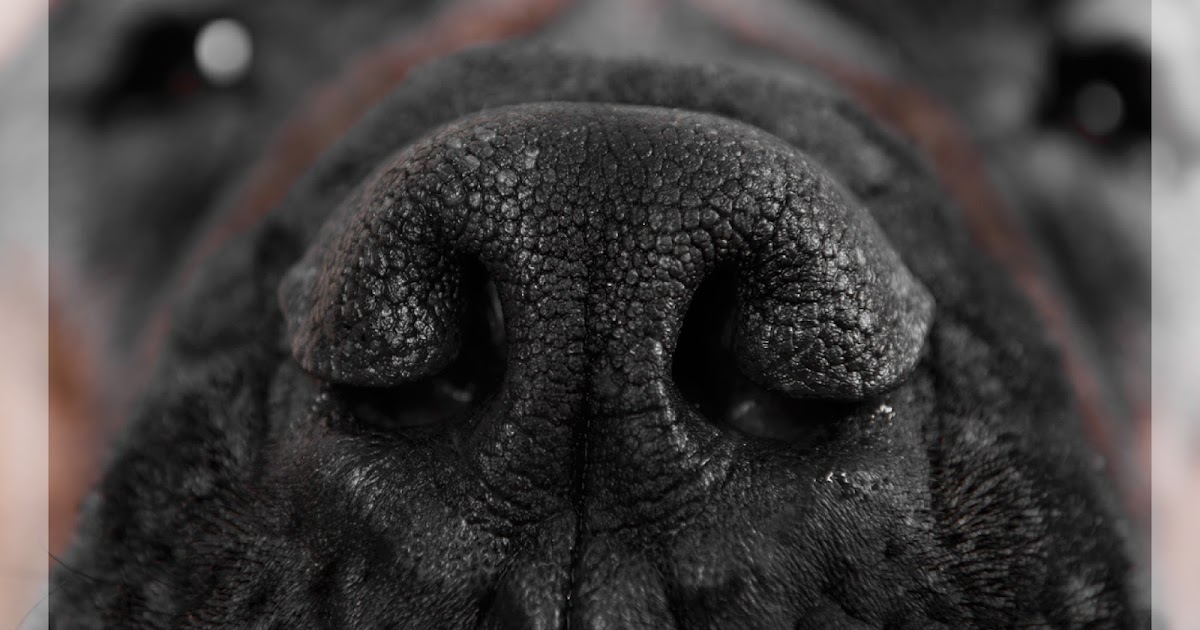 PET CANCAT: 5 Curiosidades Sobre la Nariz de Tu Perro!