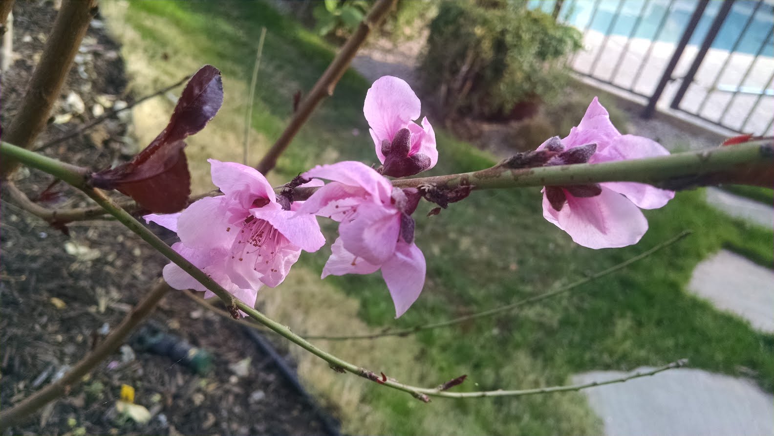 Desert Valley Orchard: Spice Zee Nectaplum