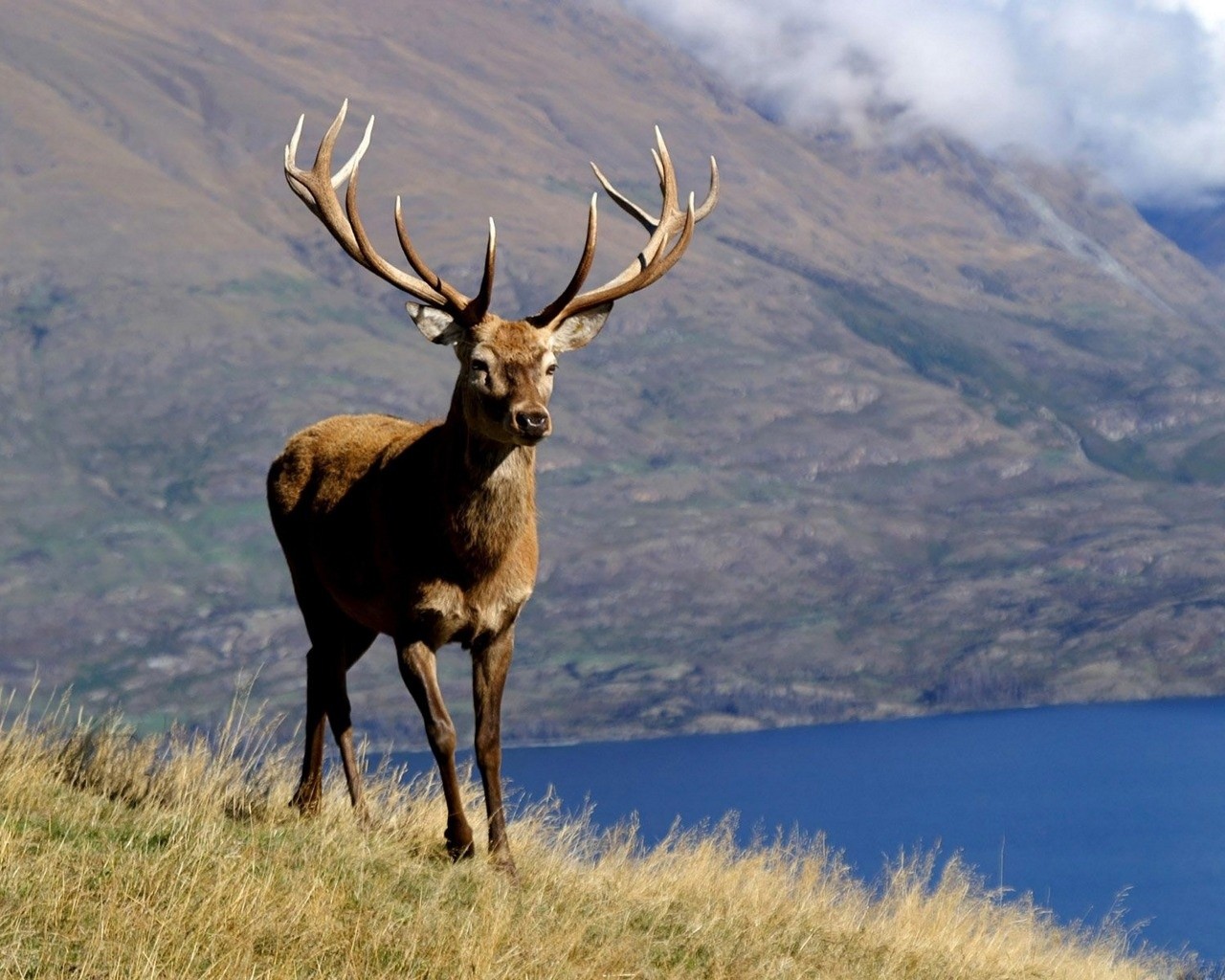 Ciervos Wallpapers
