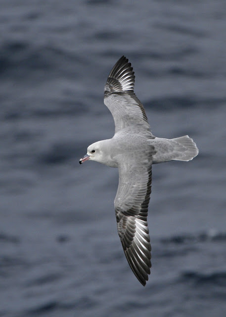 Travels with birds: The Antarctic Convergence