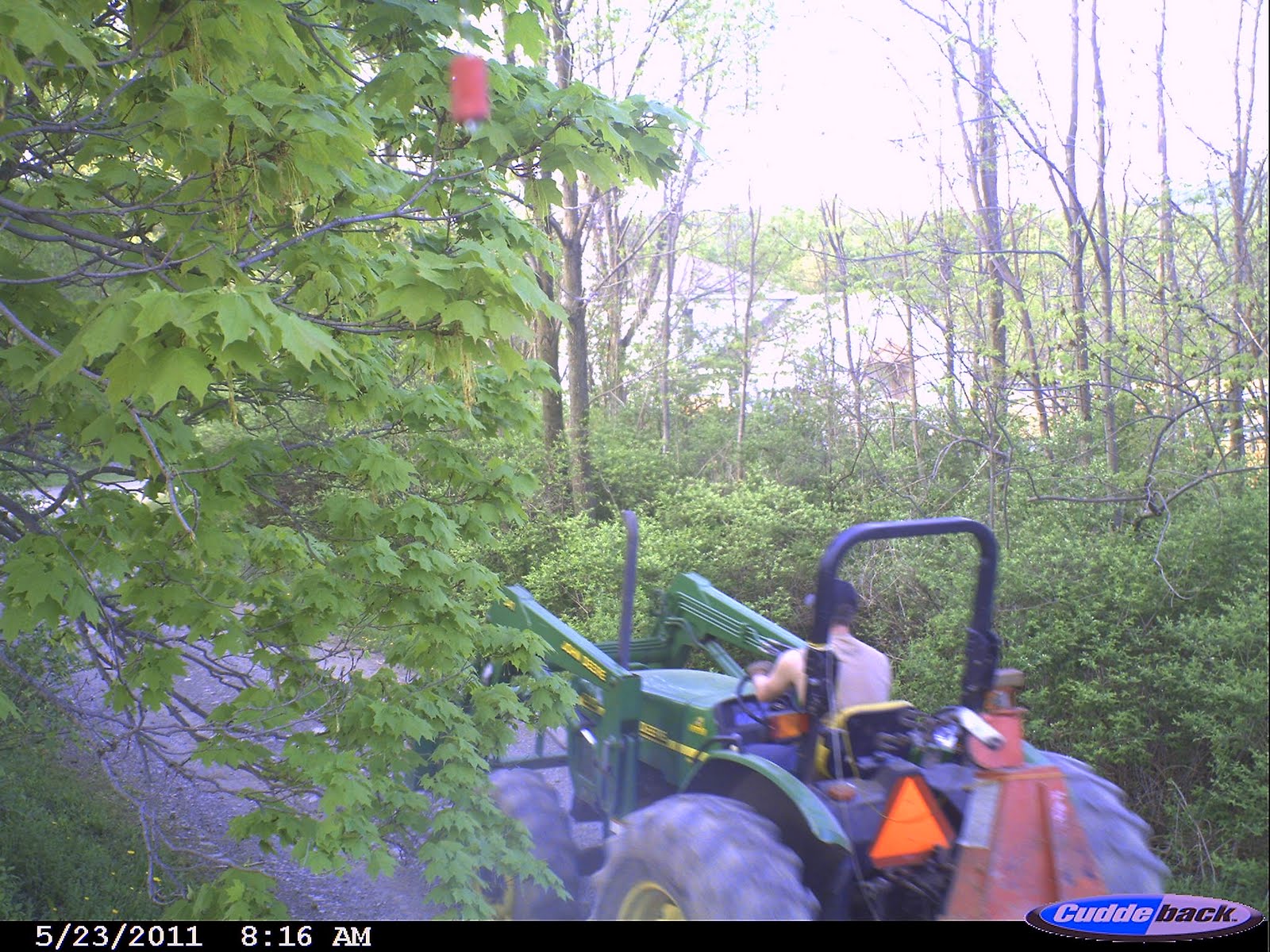 Backyard Beasts: Conservation Field Camp 2011: Camera Trapping