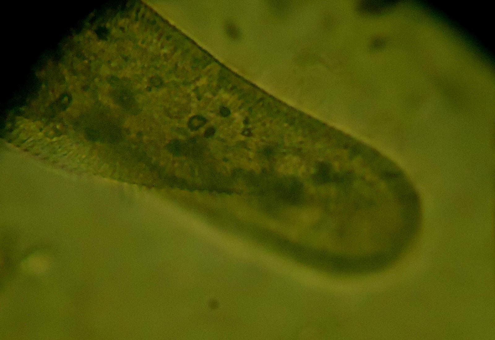 Cell Biology: Photos & Micrographs