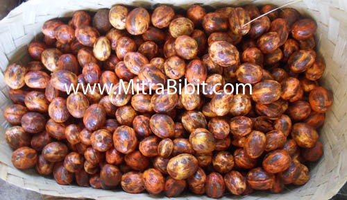 CV. Mitra Bibit: Cara Budidaya Tanaman Pala