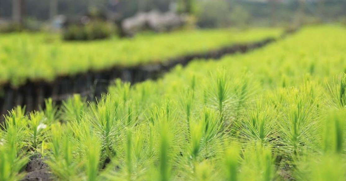 Educación para toda la vida: Vivero forestal, resumen de actividades y ...