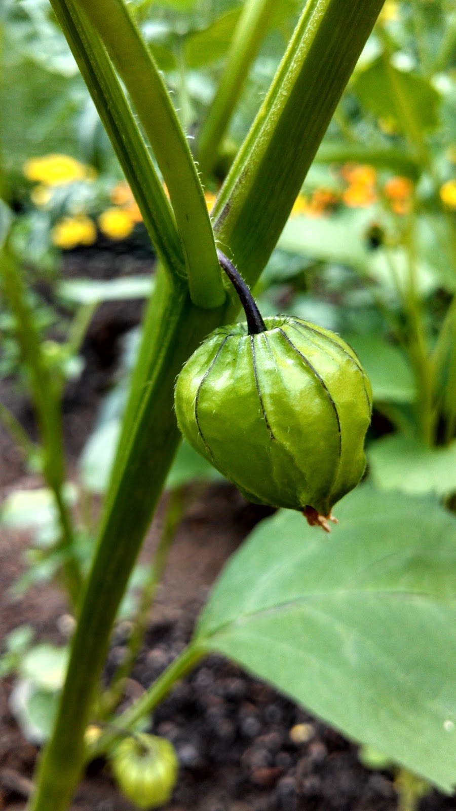 Ladder of Mercy: This Week in the Garden: Epsom Salt Uses and Experiments