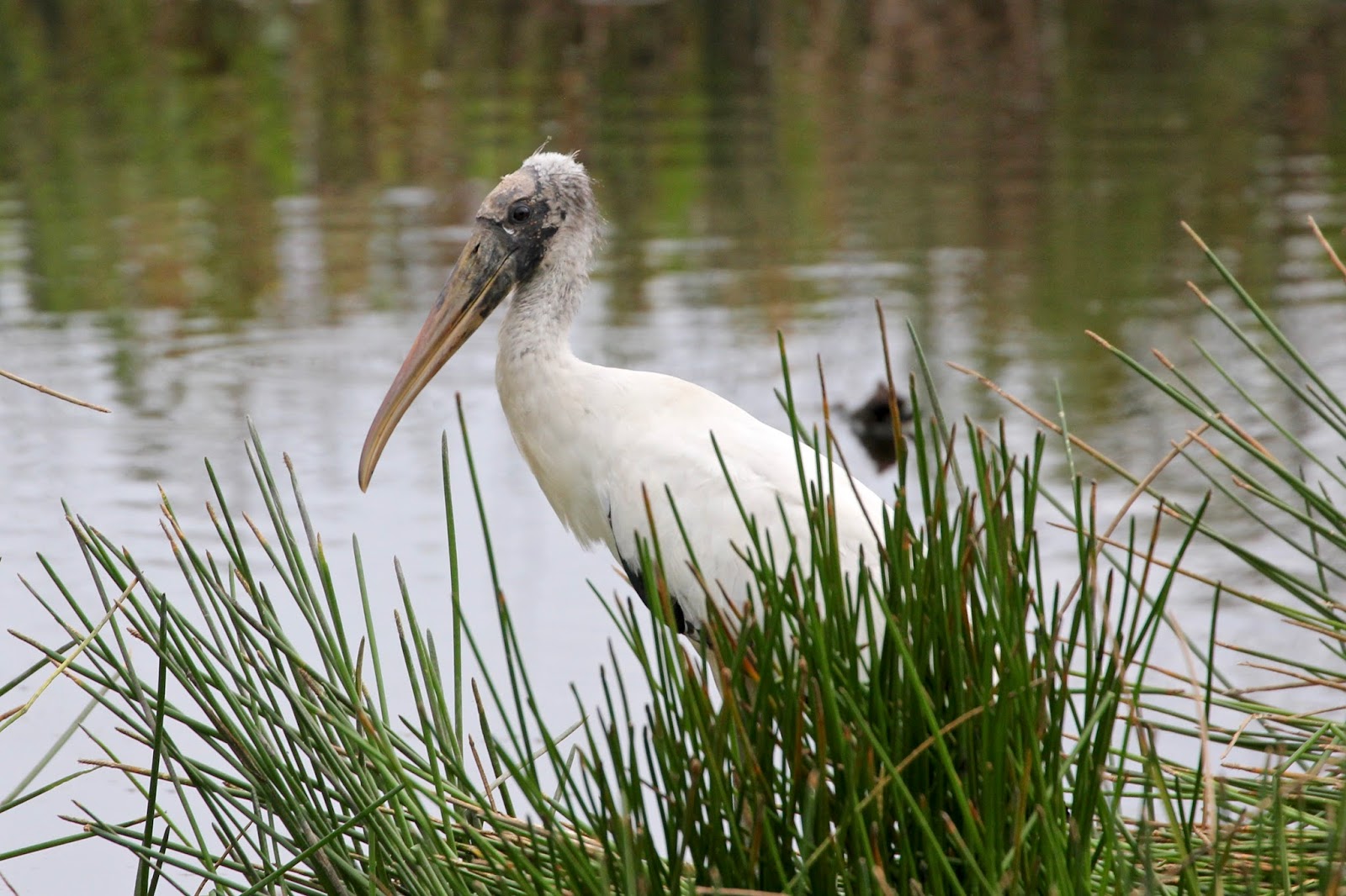 Southwest Daily Images: Wood Storks